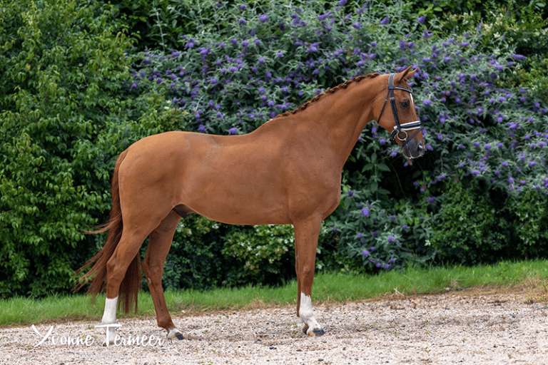 Dressuurpaarden te koop - Dressuurstal van Baalen