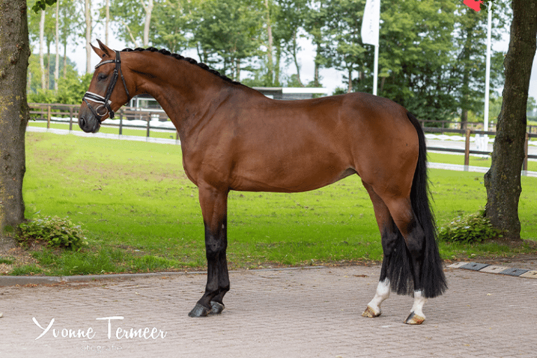 Dressuurpaarden te koop - Dressuurstal van Baalen