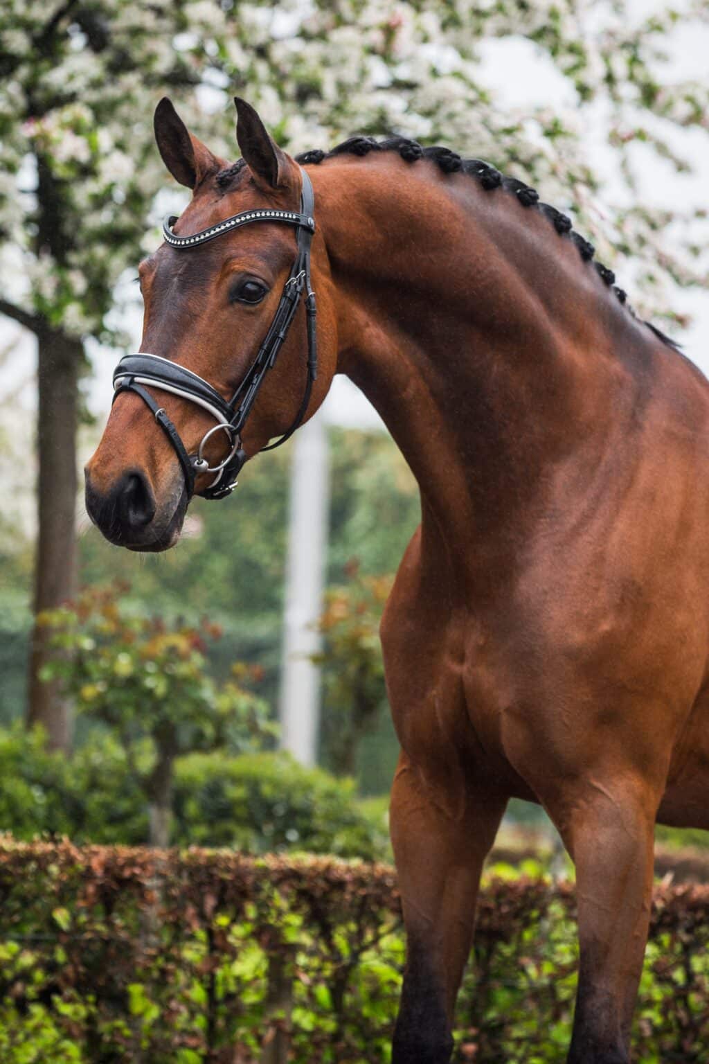 Dressuurpaarden te koop - Dressuurstal van Baalen